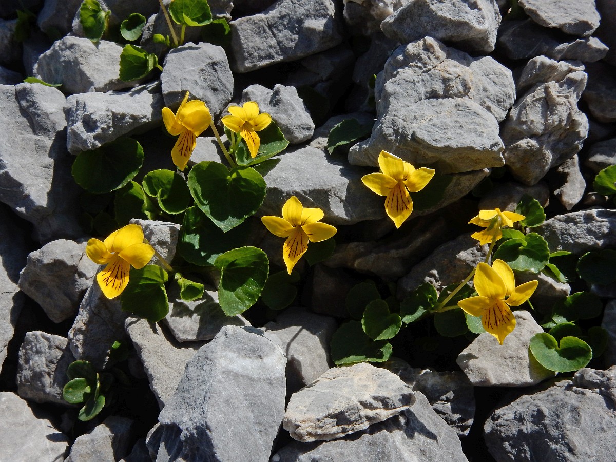 Viola biflora, Twin-flowered Yellow Violet