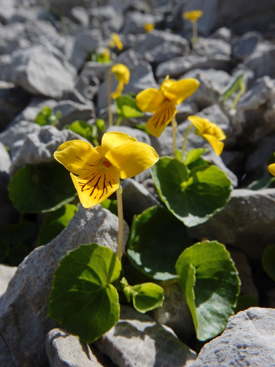 Viola biflora, Twin-flowered Yellow Violet