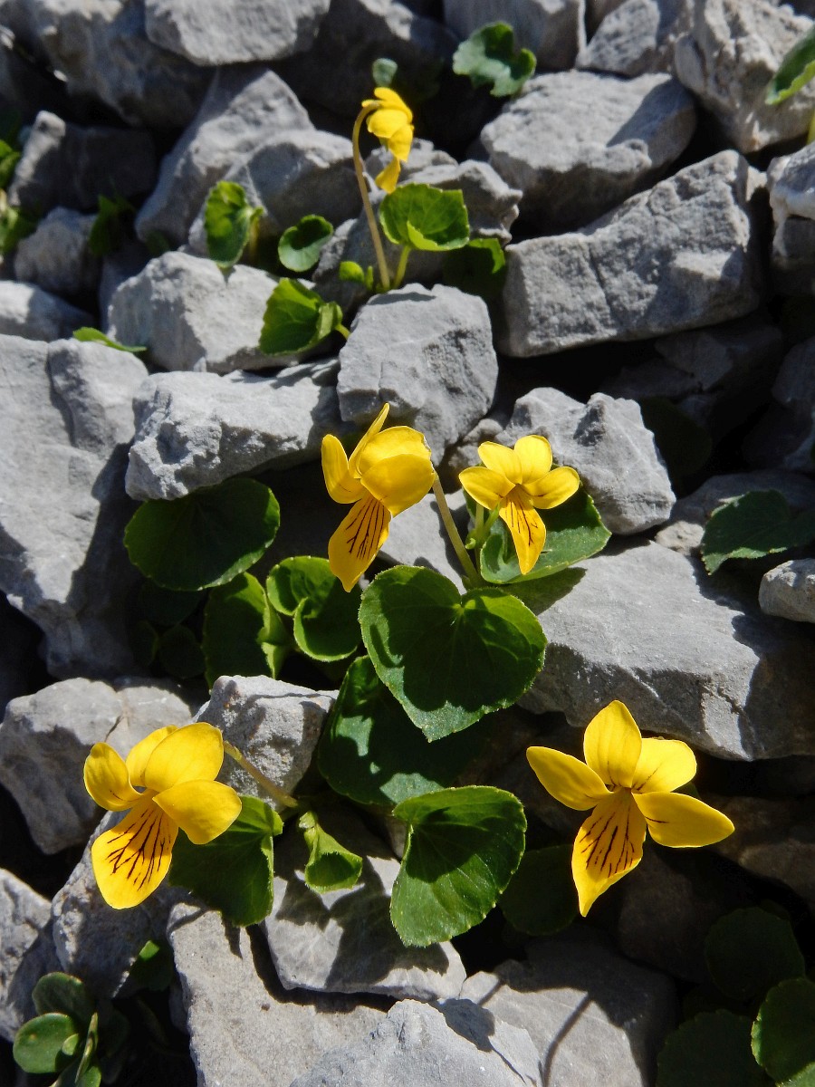 Viola biflora, Twin-flowered Yellow Violet