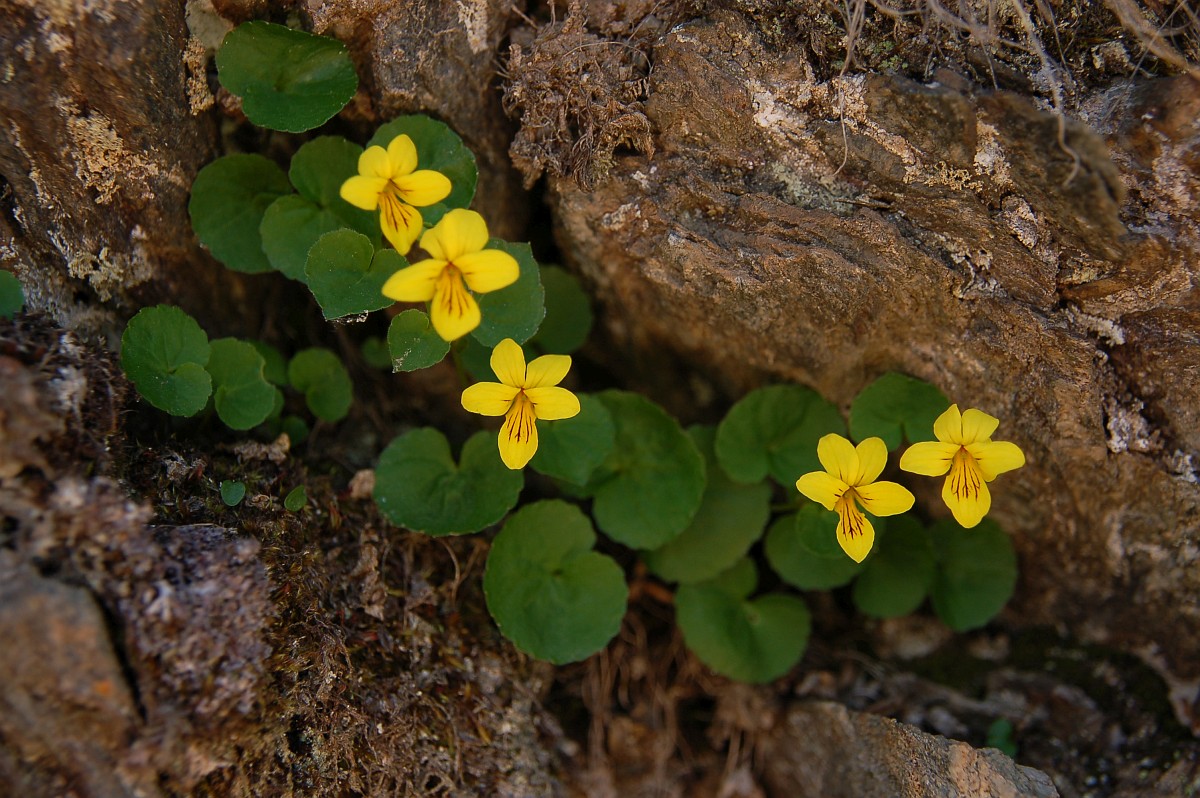 Viola biflora, Twin-flowered Yellow Violet