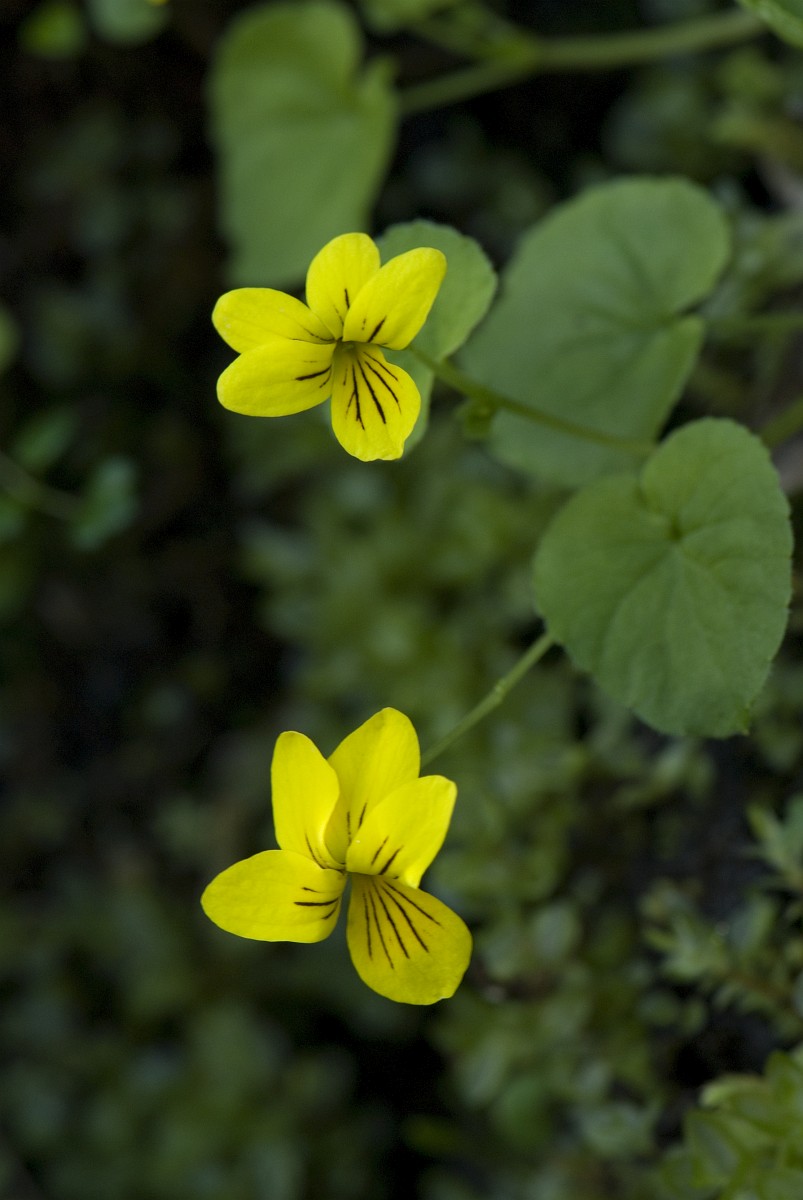 Viola biflora, Twin-flowered Yellow Violet