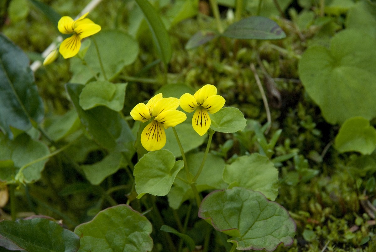Viola biflora, Twin-flowered Yellow Violet