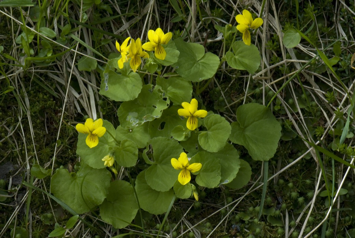 Viola biflora, Twin-flowered Yellow Violet
