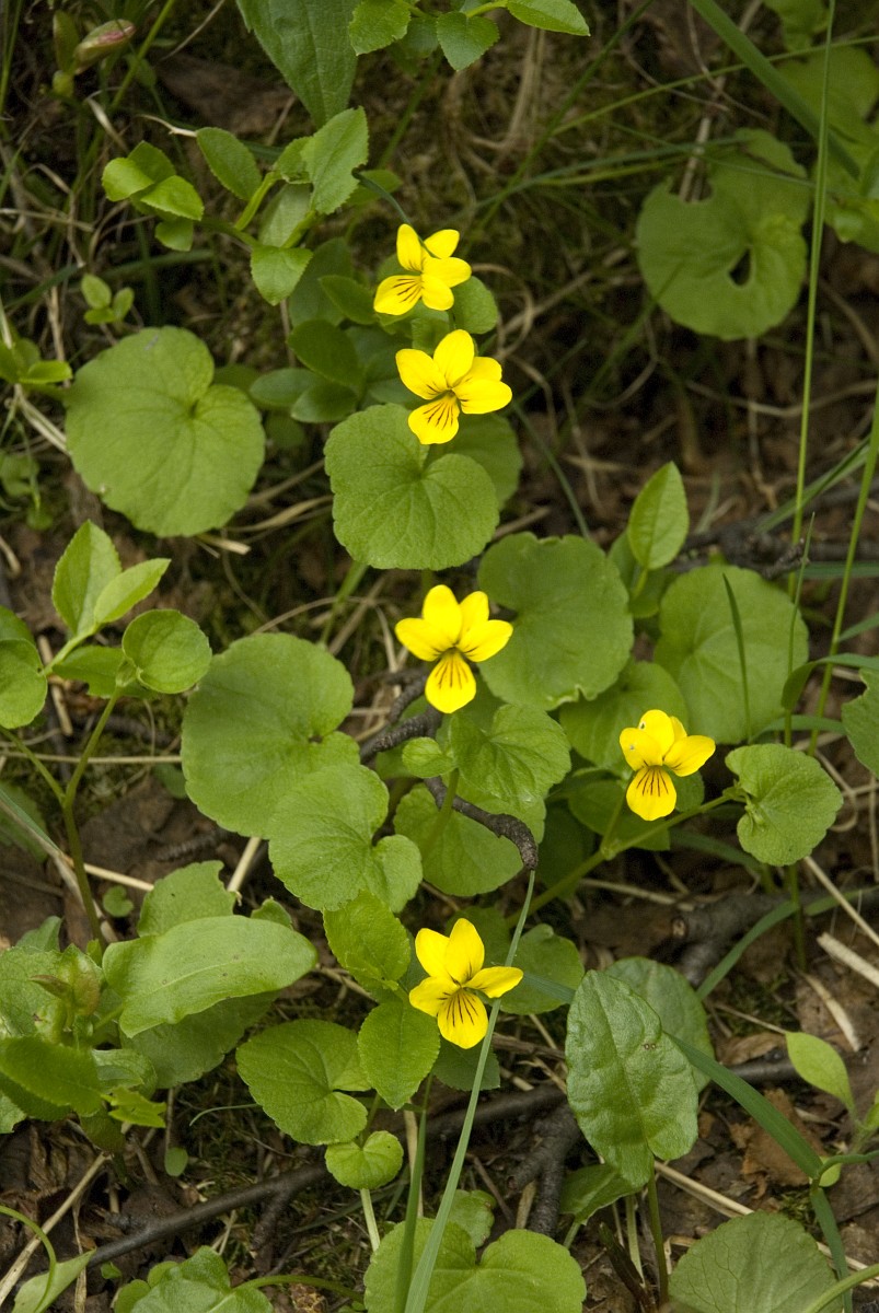 Viola biflora, Twin-flowered Yellow Violet