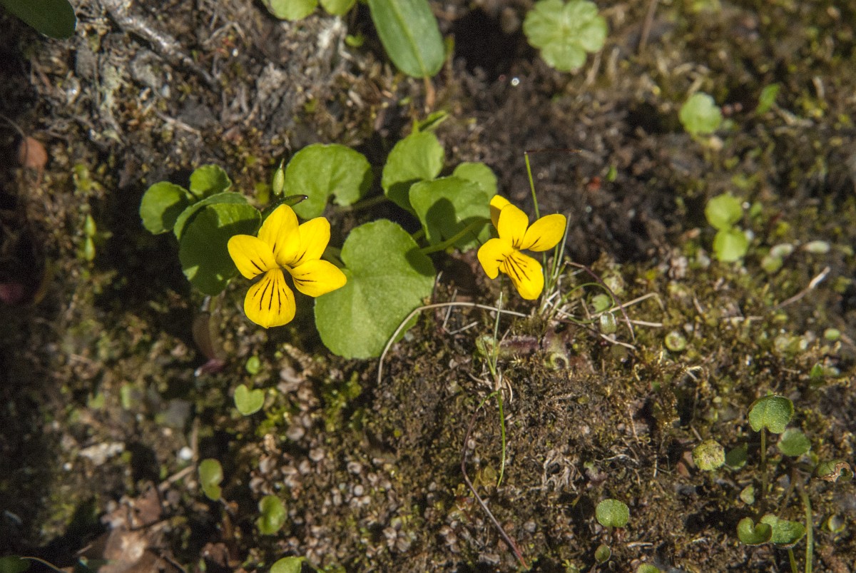 Viola biflora, Twin-flowered Yellow Violet