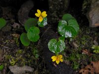 Viola biflora, Twin-flowered Yellow Violet