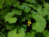 Viola biflora, Twin-flowered Yellow Violet