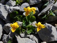 Viola biflora, Twin-flowered Yellow Violet