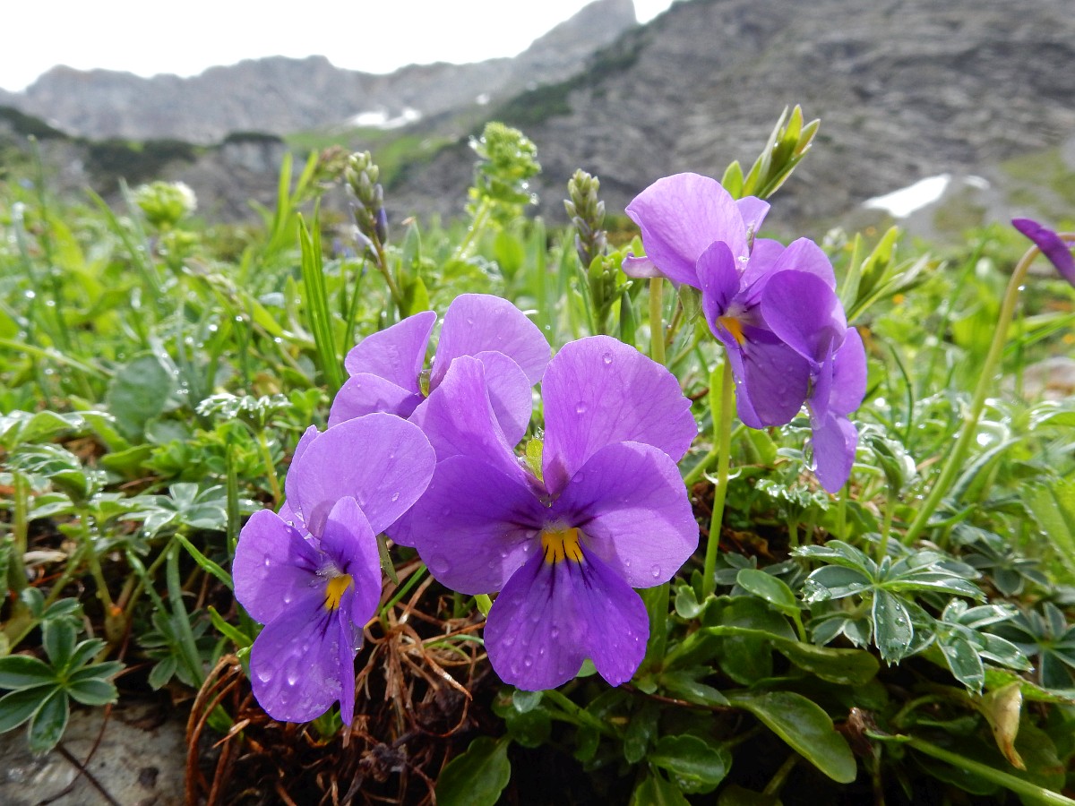 Viola calcarata, Spurred Violet