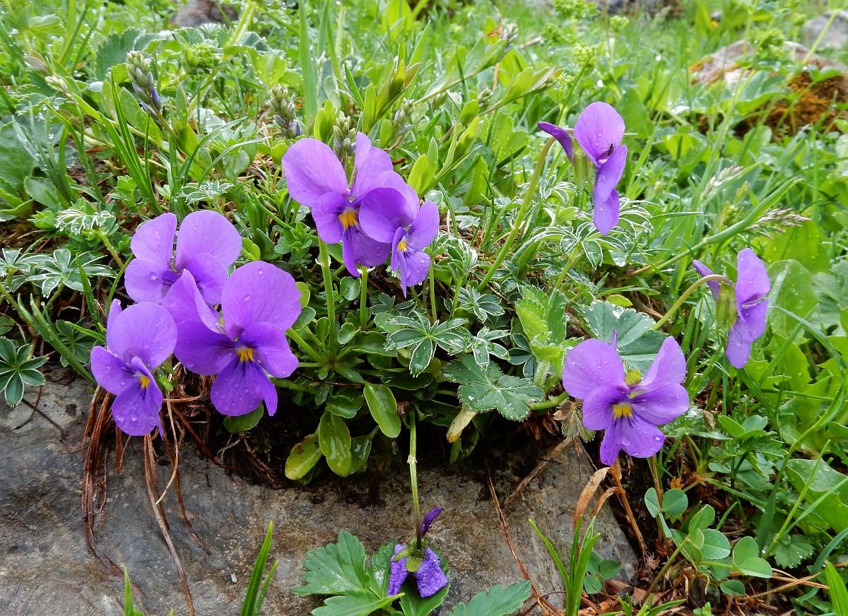 Viola calcarata, Spurred Violet