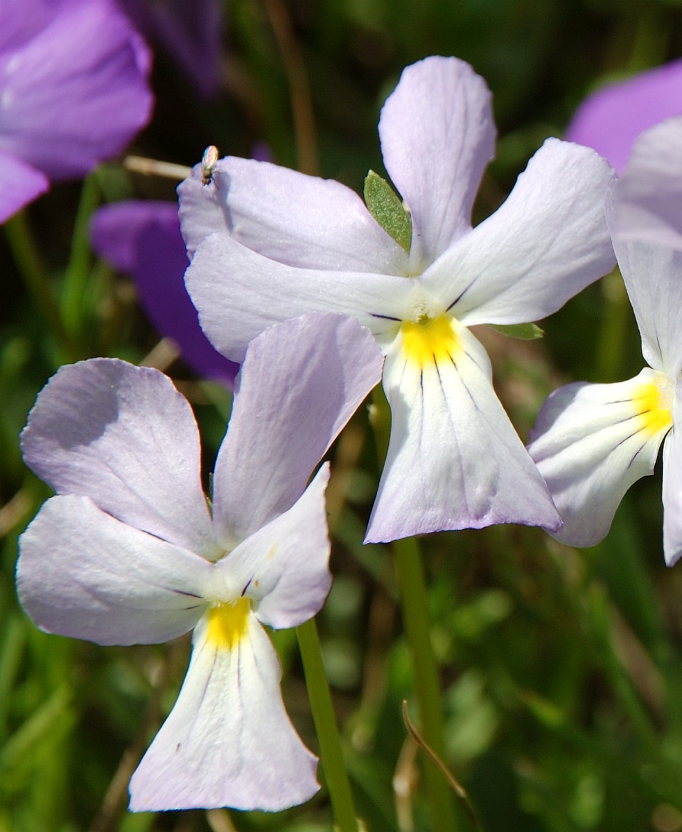 Viola calcarata, Spurred Violet