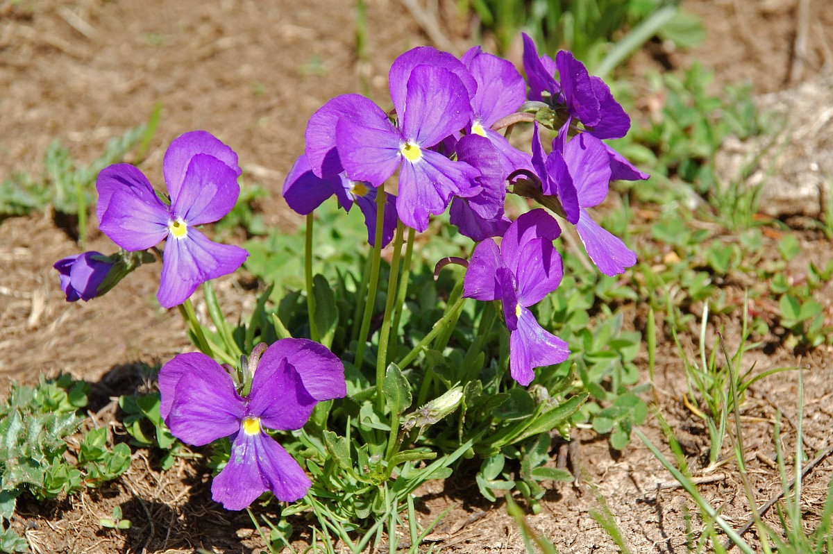Viola calcarata, Spurred Violet