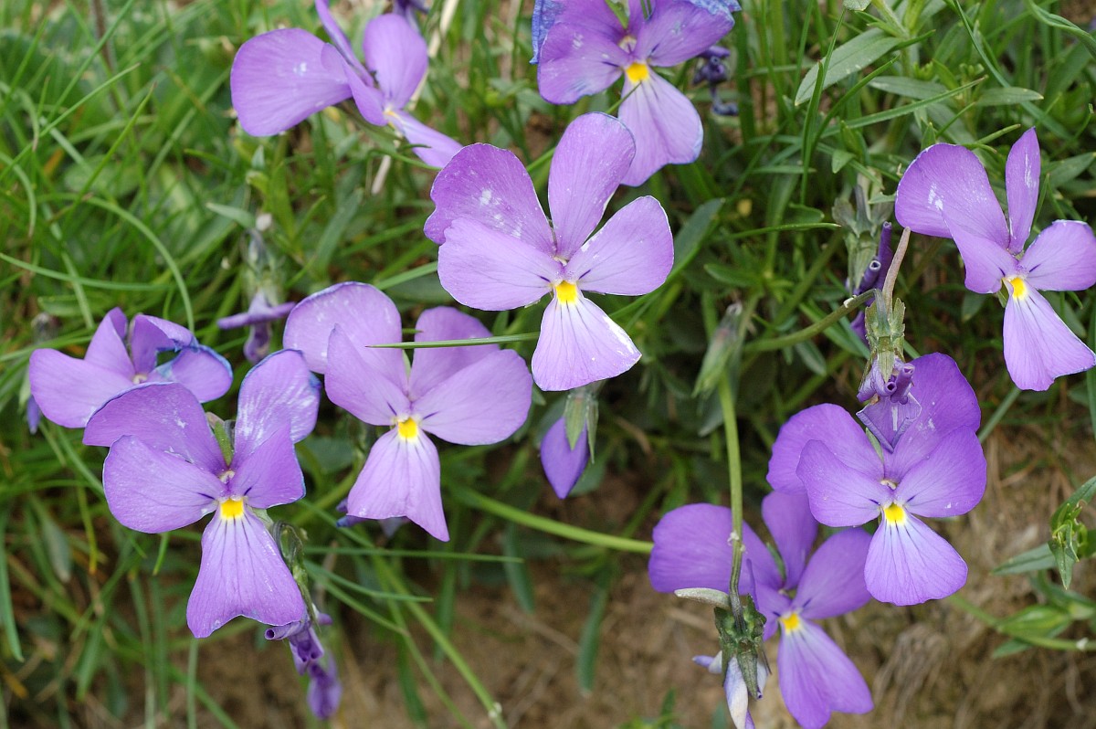 Viola calcarata, Spurred Violet