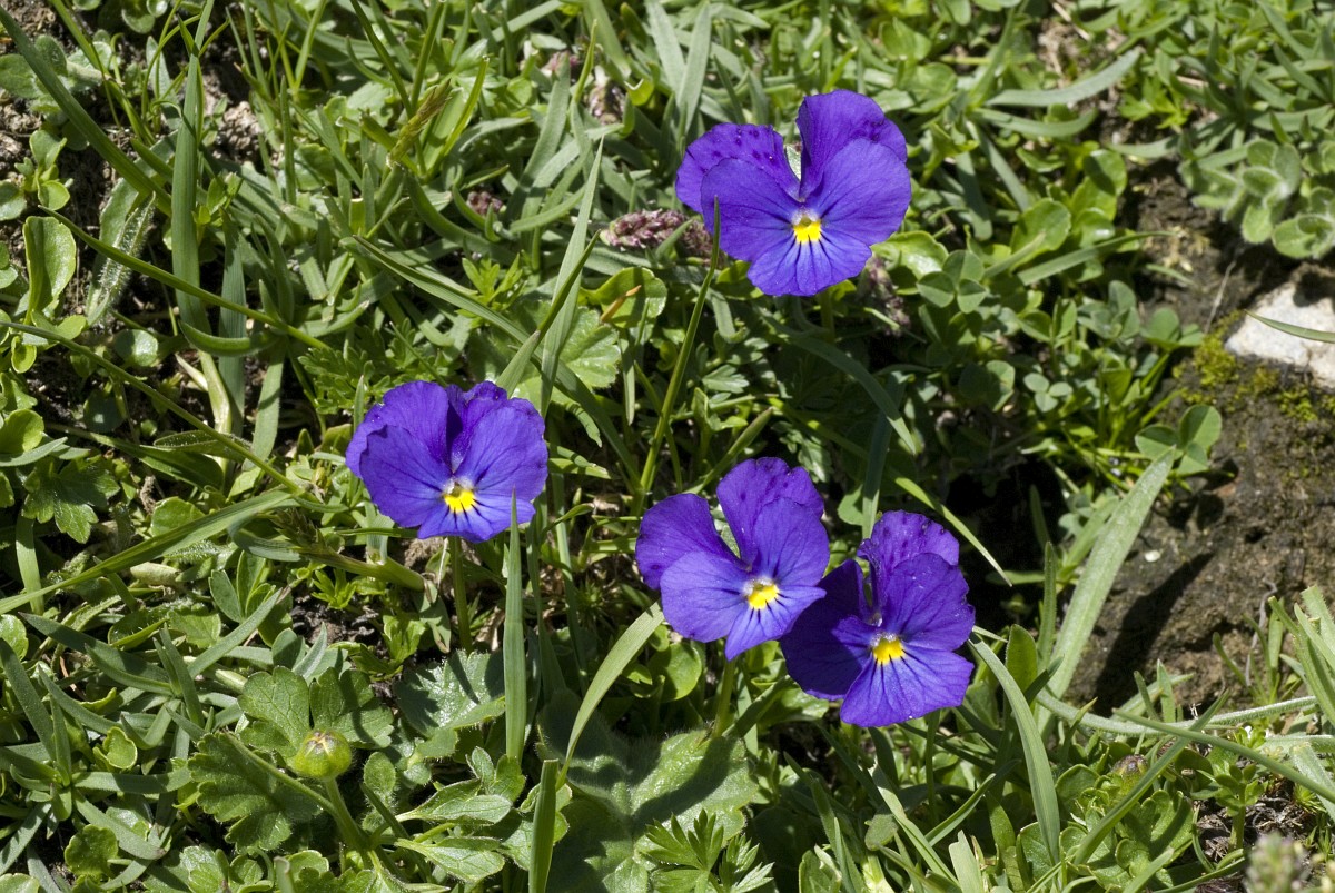 Viola calcarata, Spurred Violet
