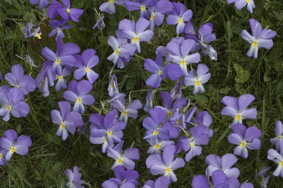 Viola calcarata, Spurred Violet