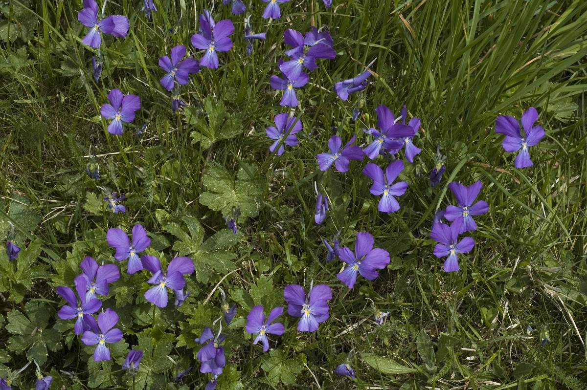 Viola calcarata, Spurred Violet