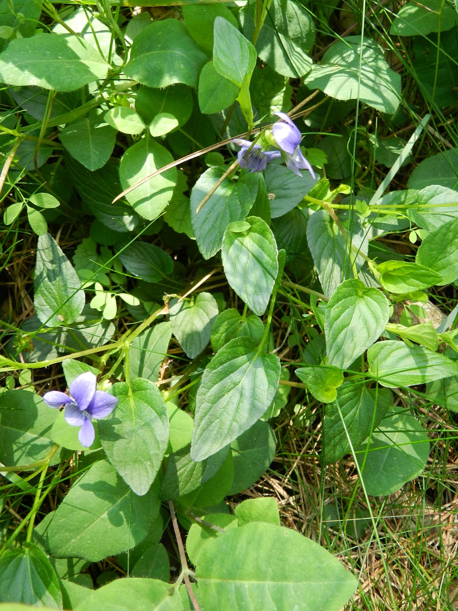 Viola canina, Heath Dog-violet