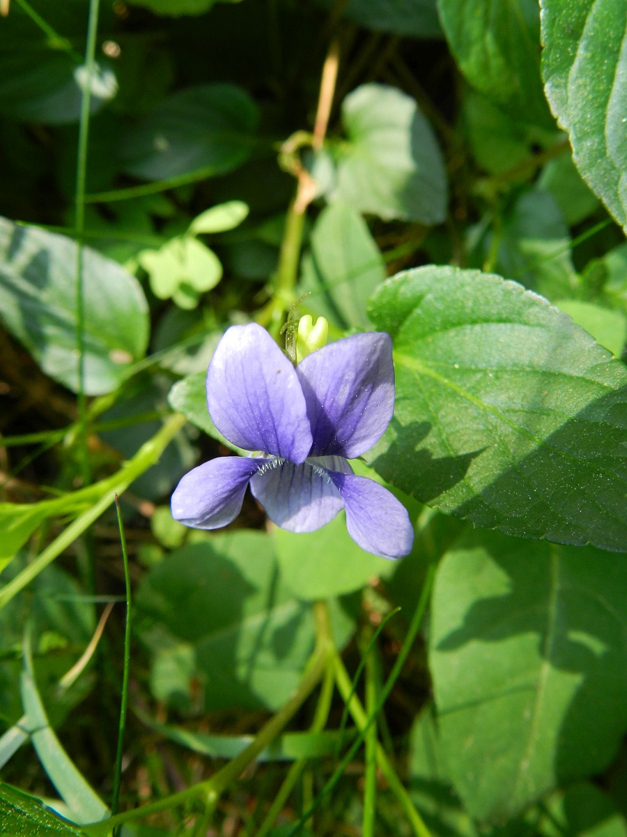 Viola canina, Heath Dog-violet