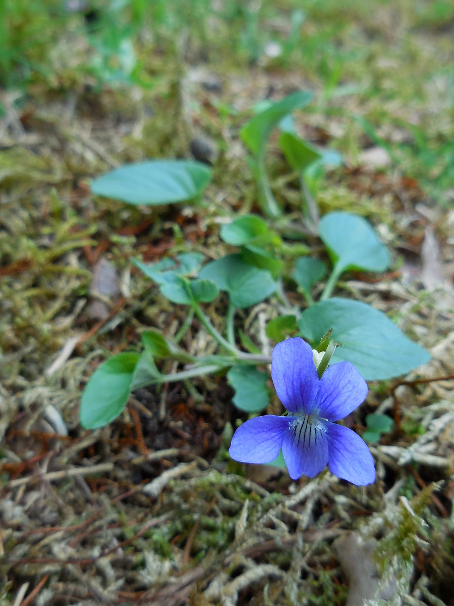 Viola canina, Heath Dog-violet