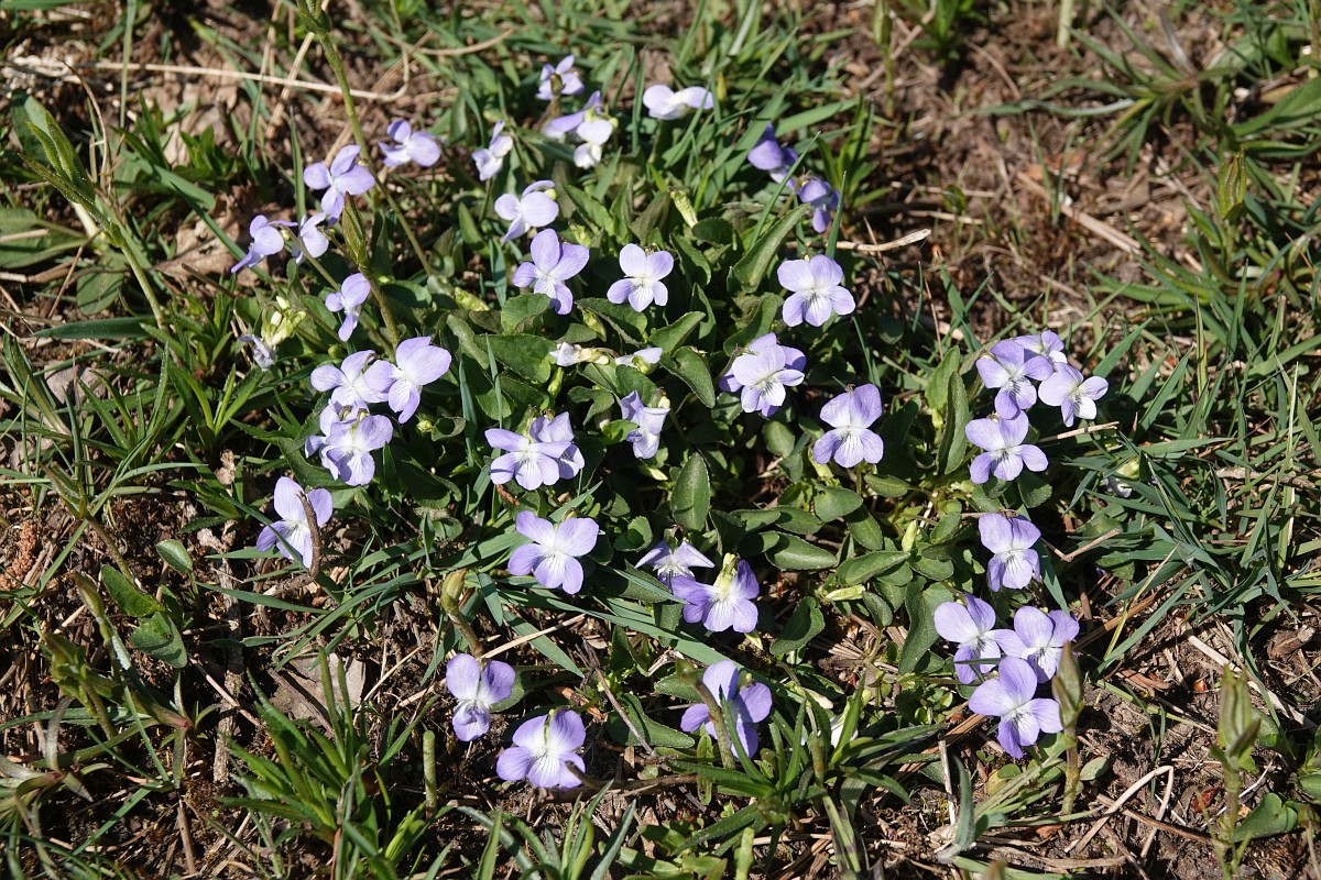 Viola canina, Heath Dog-violet