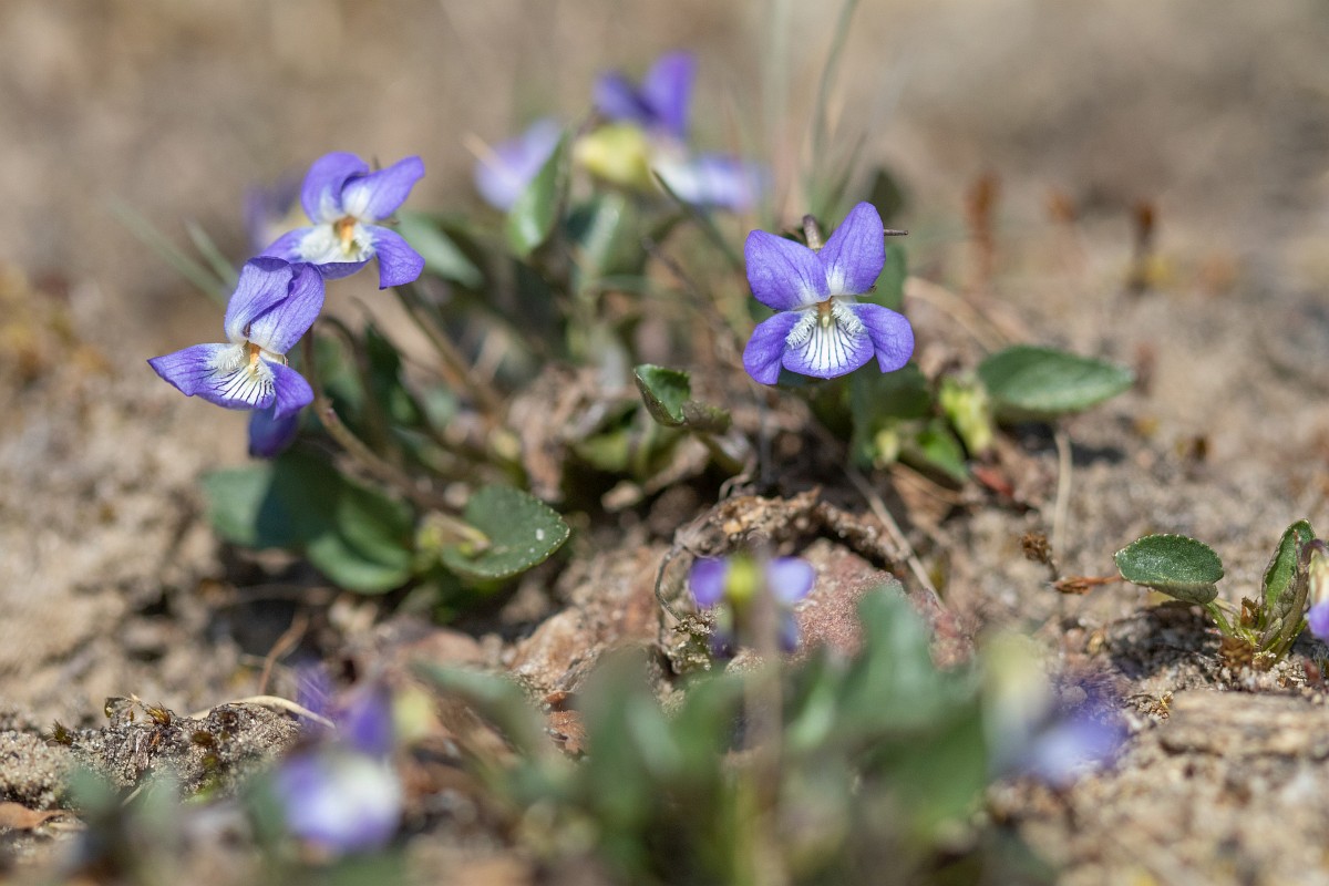 Viola canina, Heath Dog-violet