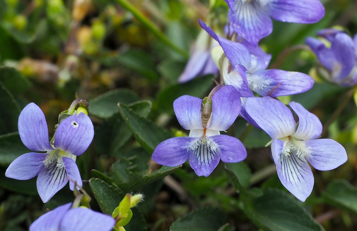 Viola canina, Heath Dog-violet