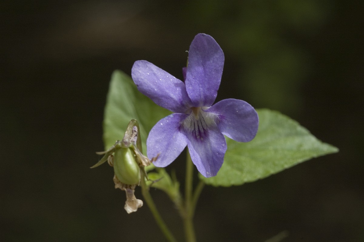 Viola rupestris, Teesdale Violet