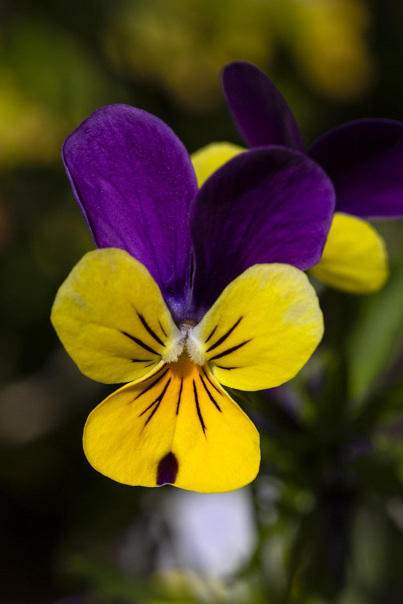 Viola tricolor, Wild Pansy