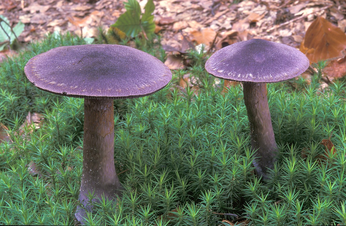 Cortinarius violaceus, Violet Webcap
