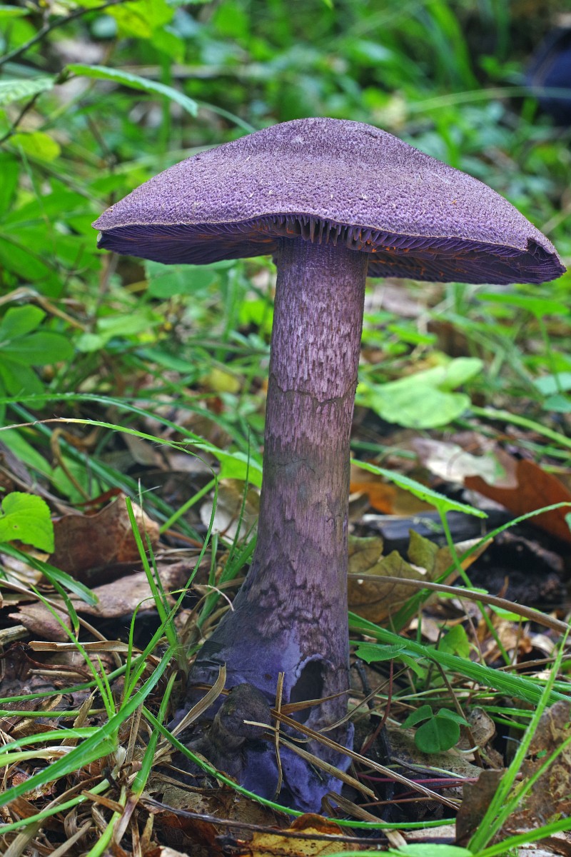 Cortinarius violaceus, Violet Webcap