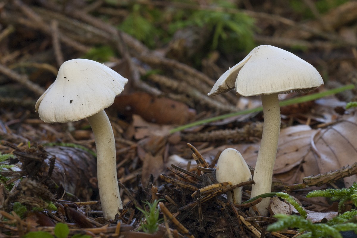 Inocybe geophylla, White Fibrecap