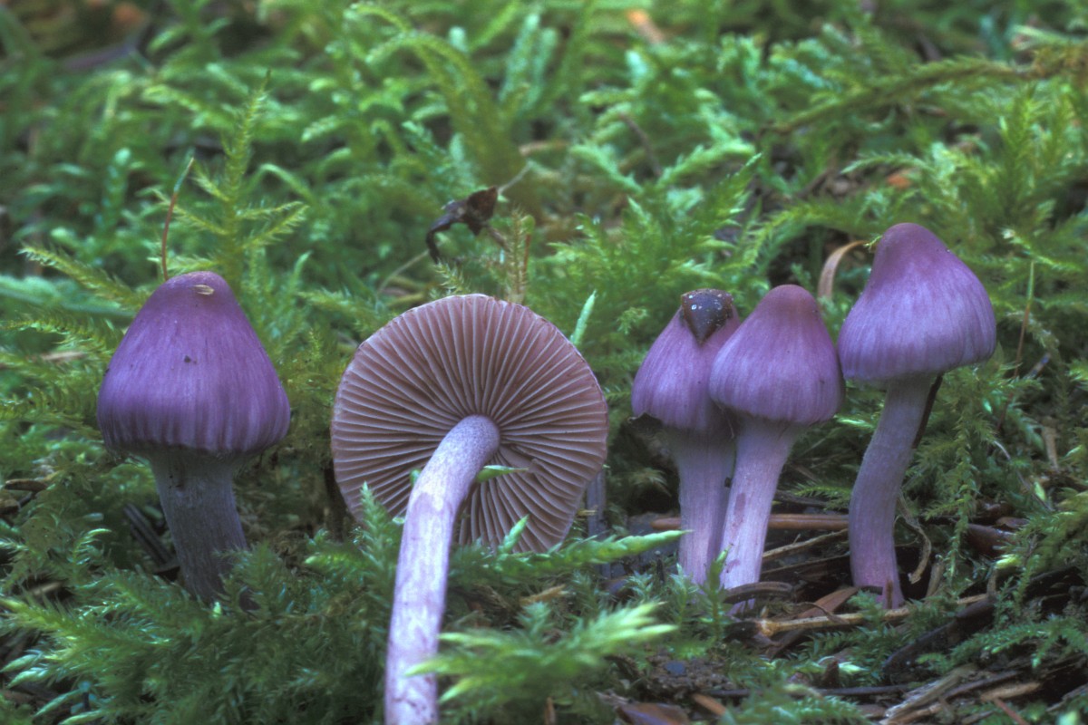 Inocybe geophylla, White Fibrecap
