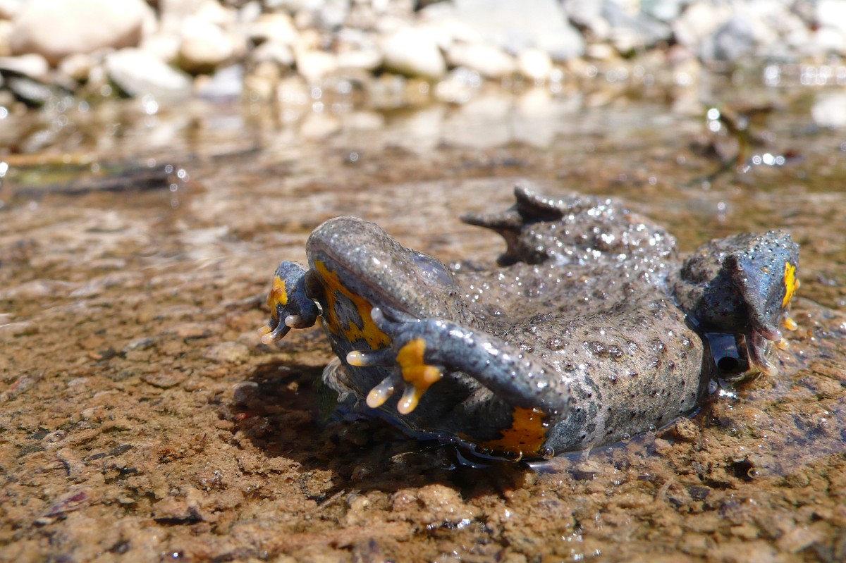 Bombina variegata, Yellow-bellied Toad