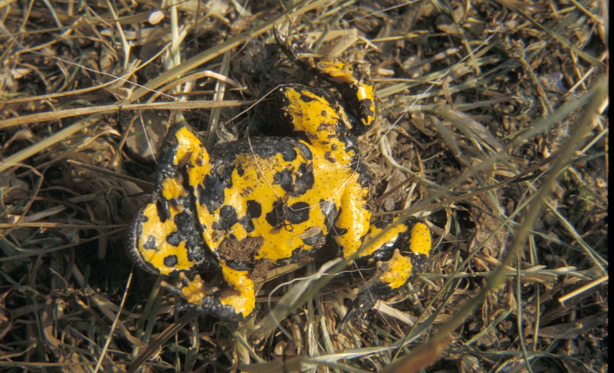 Bombina variegata, Yellow-bellied Toad