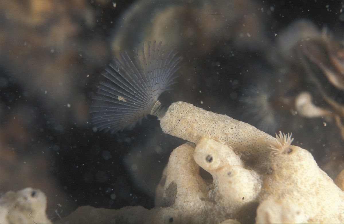 Sabella pavonina, Peacock Worm