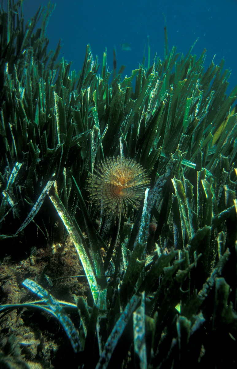 Sabella pavonina, Peacock Worm