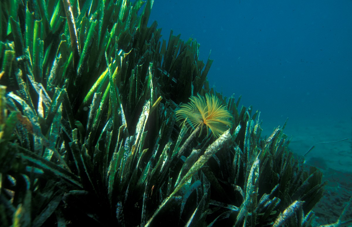 Sabella pavonina, Peacock Worm