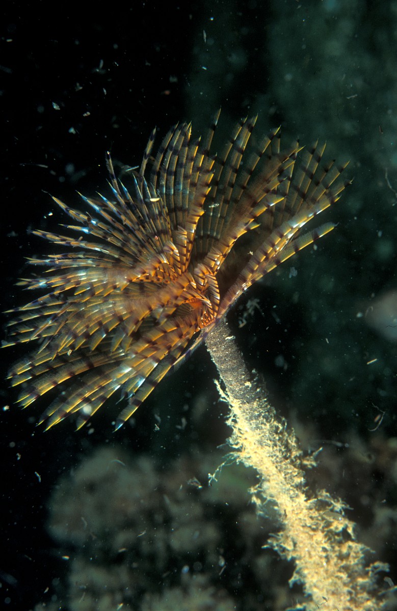 Sabella pavonina, Peacock Worm