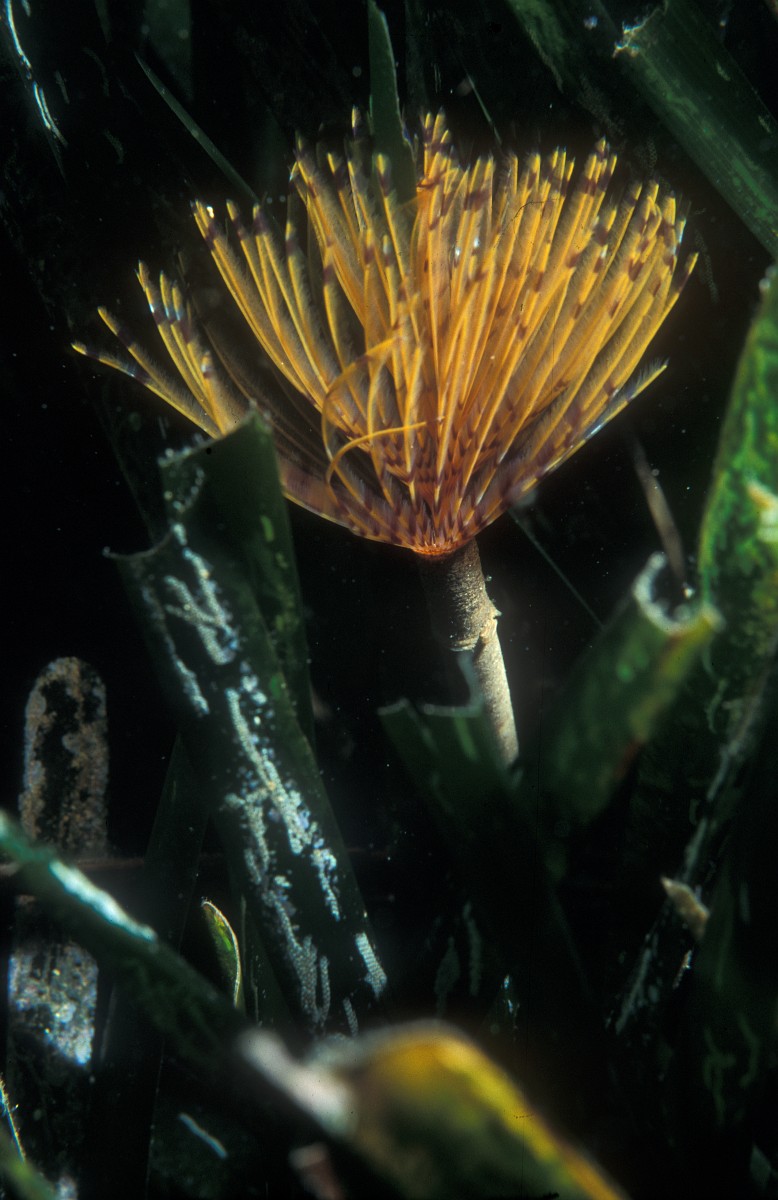 Sabella pavonina, Peacock Worm