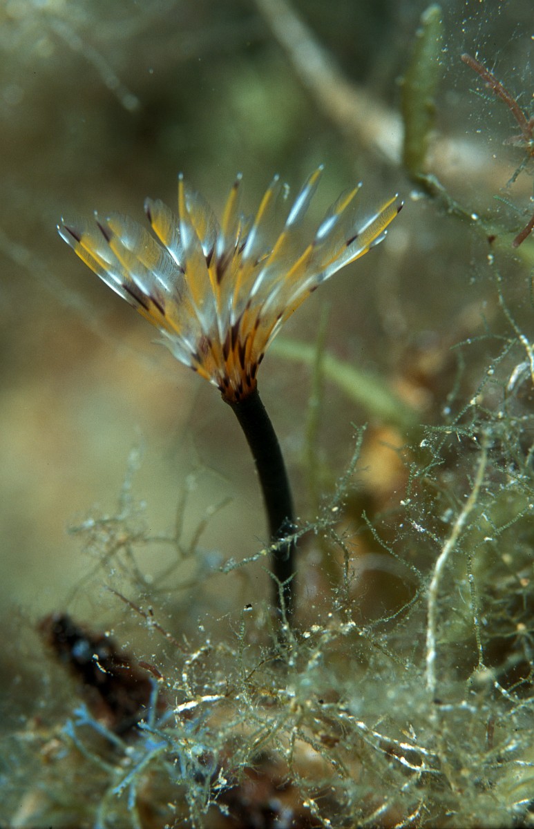 Sabella pavonina, Peacock Worm