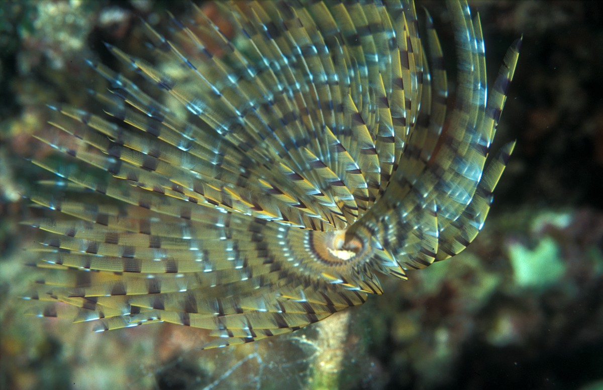 Sabella pavonina, Peacock Worm