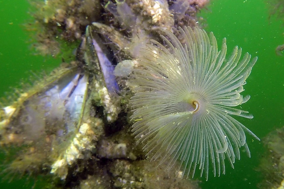 Sabella pavonina, Peacock Worm