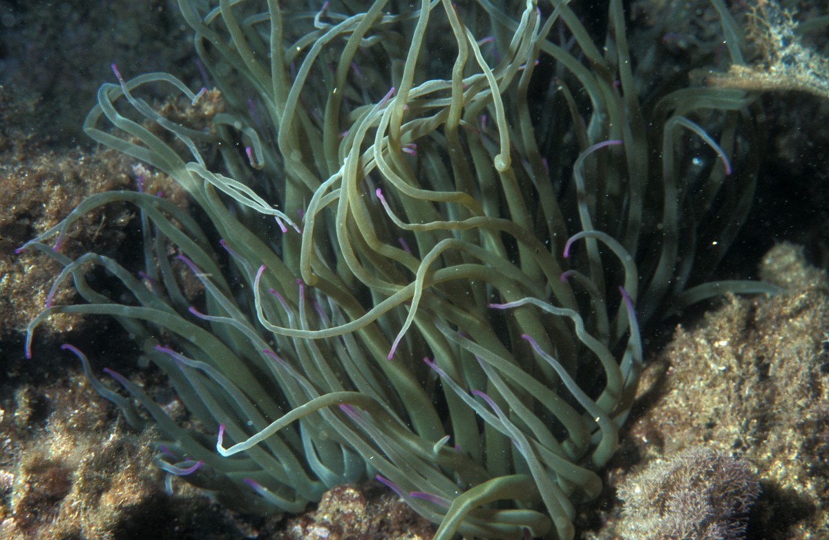 Anemonia viridis, Snakelocks Anemone