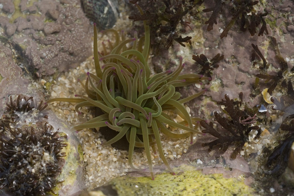 Anemonia viridis, Snakelocks Anemone