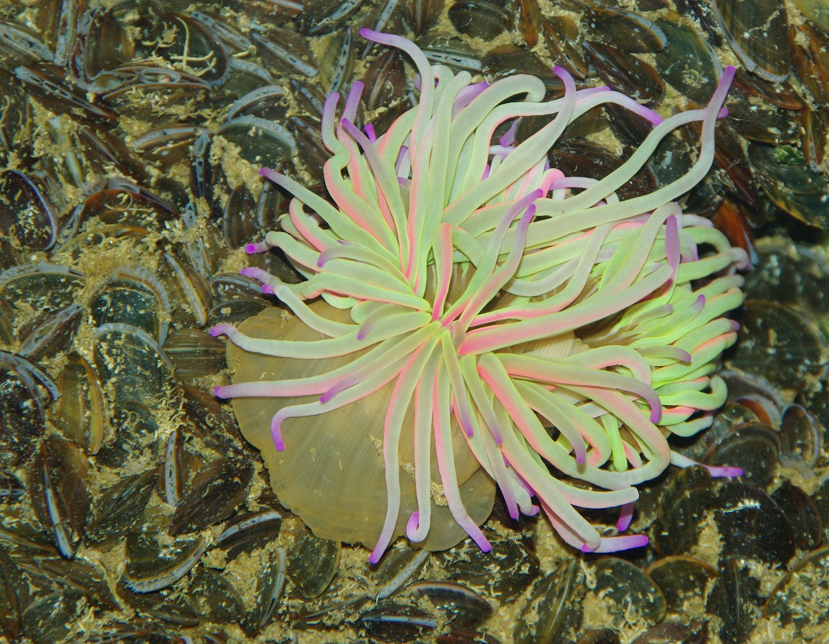 Anemonia viridis, Snakelocks Anemone