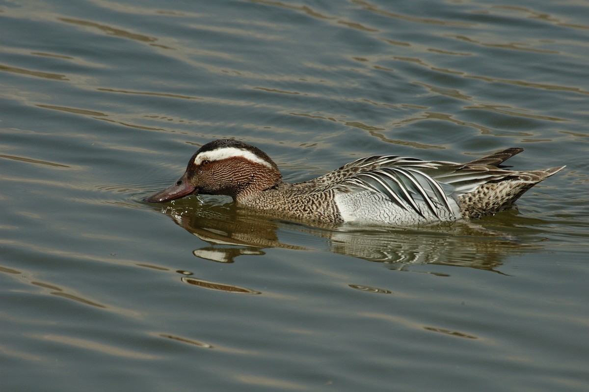 Anas querquedula, Garganey