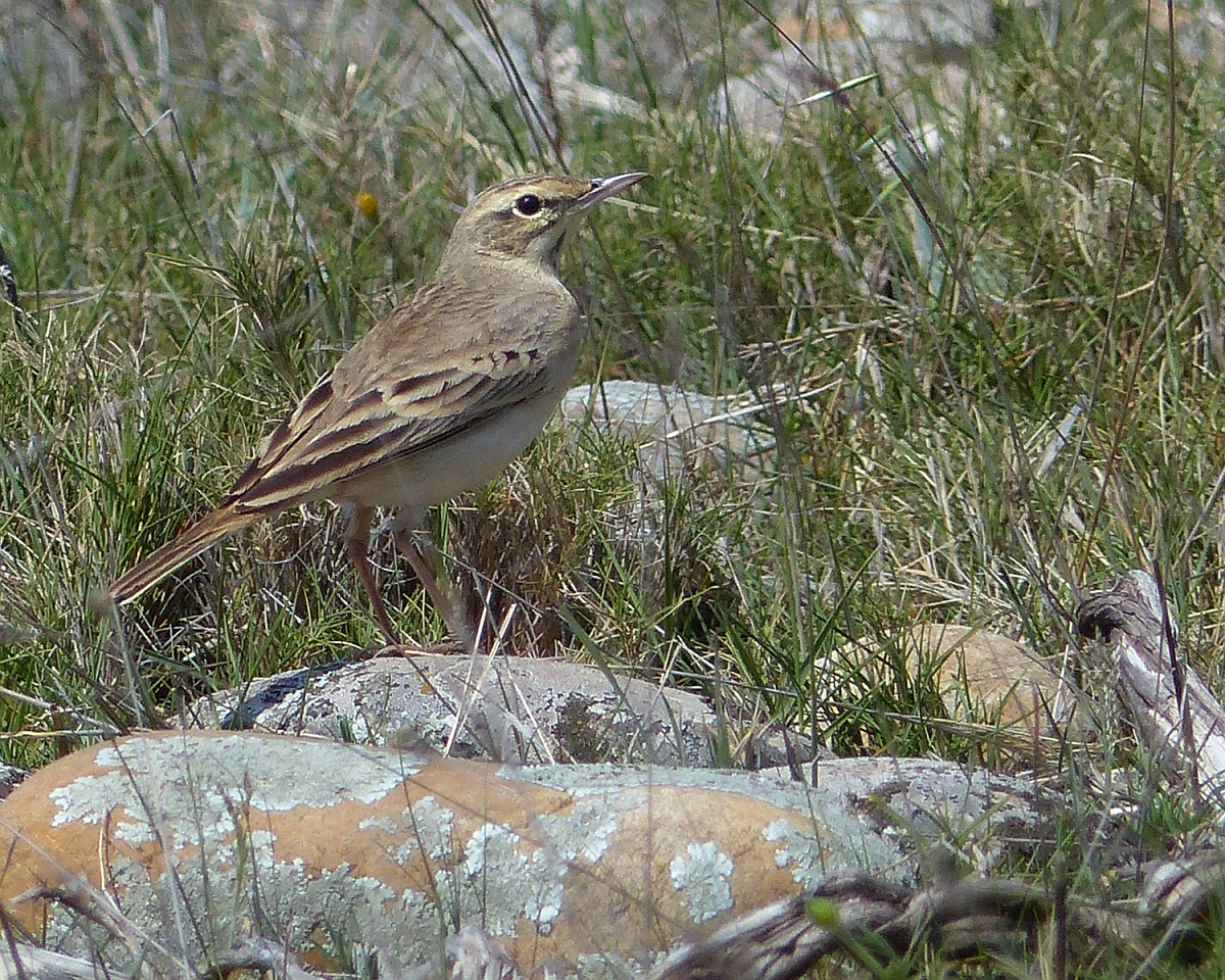 Anthus campestris, Tawny Pipit