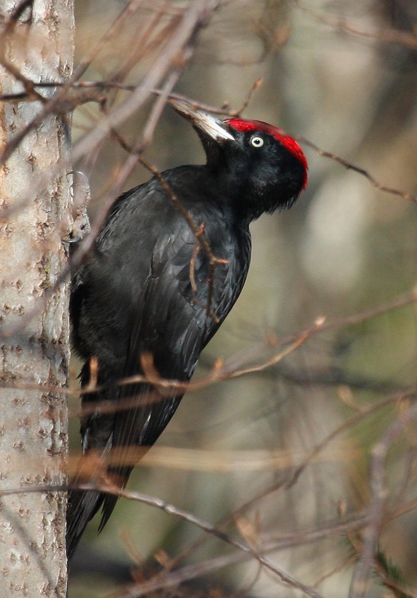 Dryocopus martius, Black Woodpecker