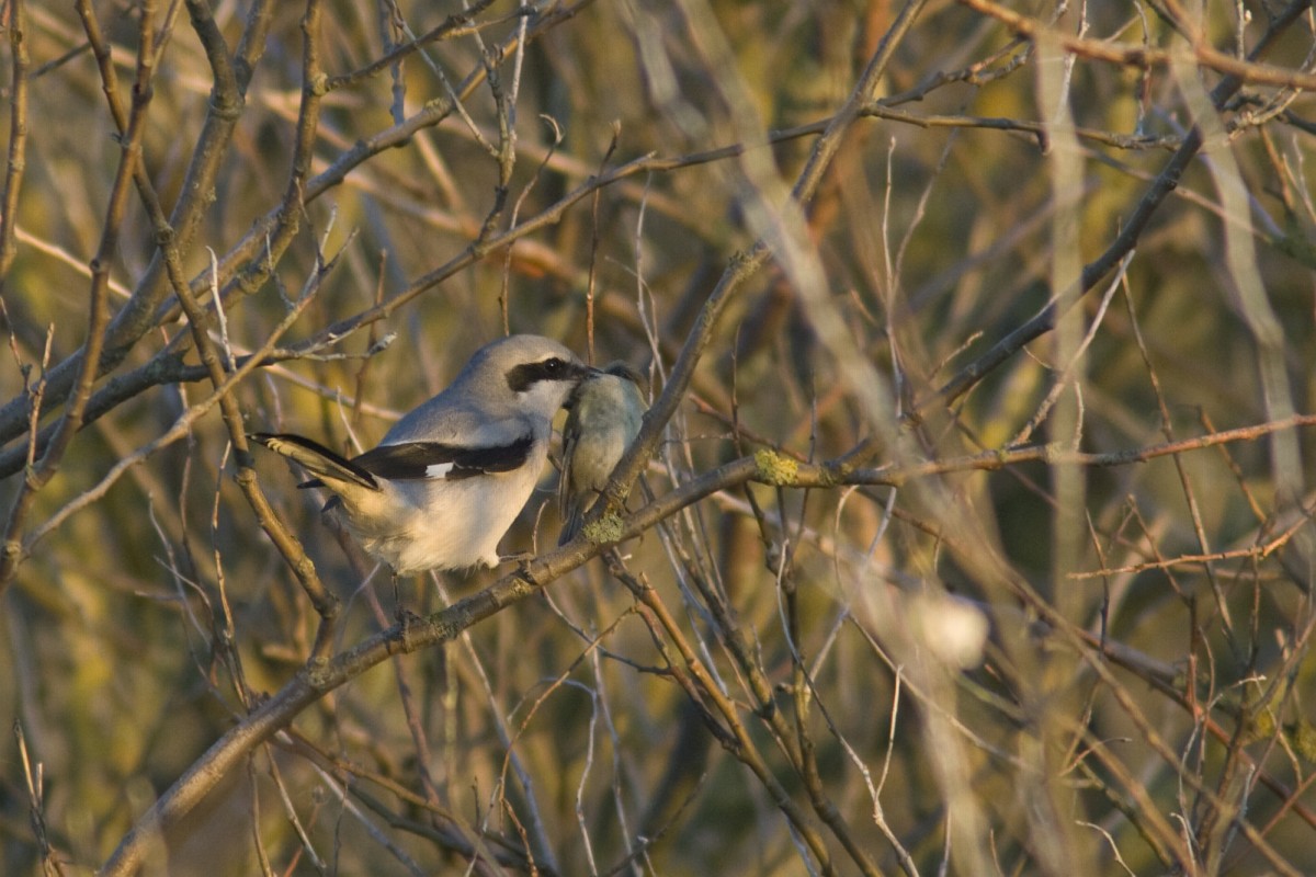 Lanius excubitor, Great Grey Shrike