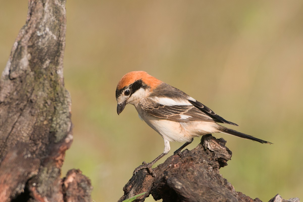 Lanius senator, Woodchat Shrike